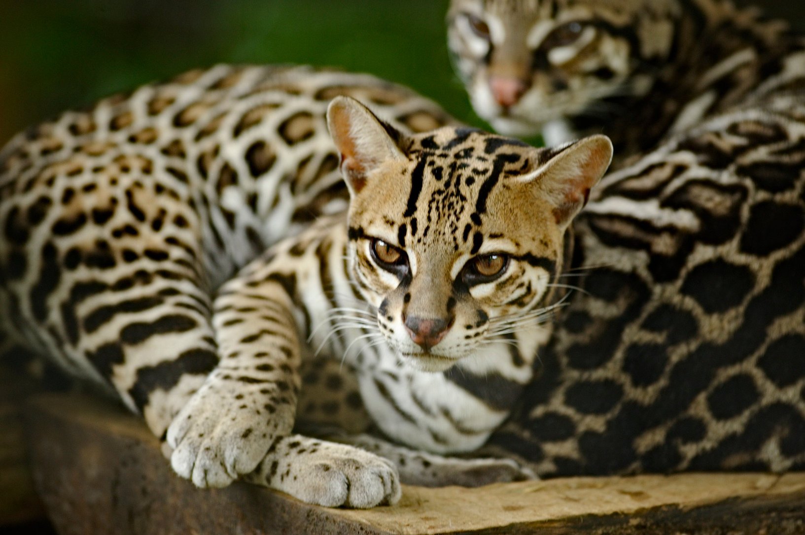 Biodiversity of the Amazon Rainforest: A Photo Essay
