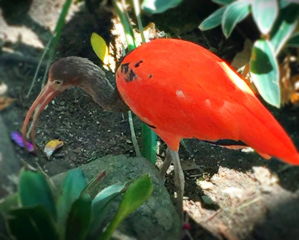 Biodiversity of the Amazon Rainforest: A Photo Essay